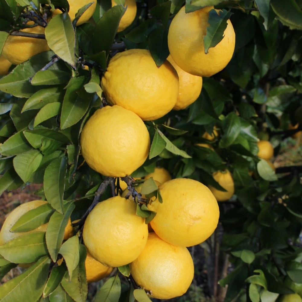 Citrus - Lushingtons Citrus - Lushingtons
