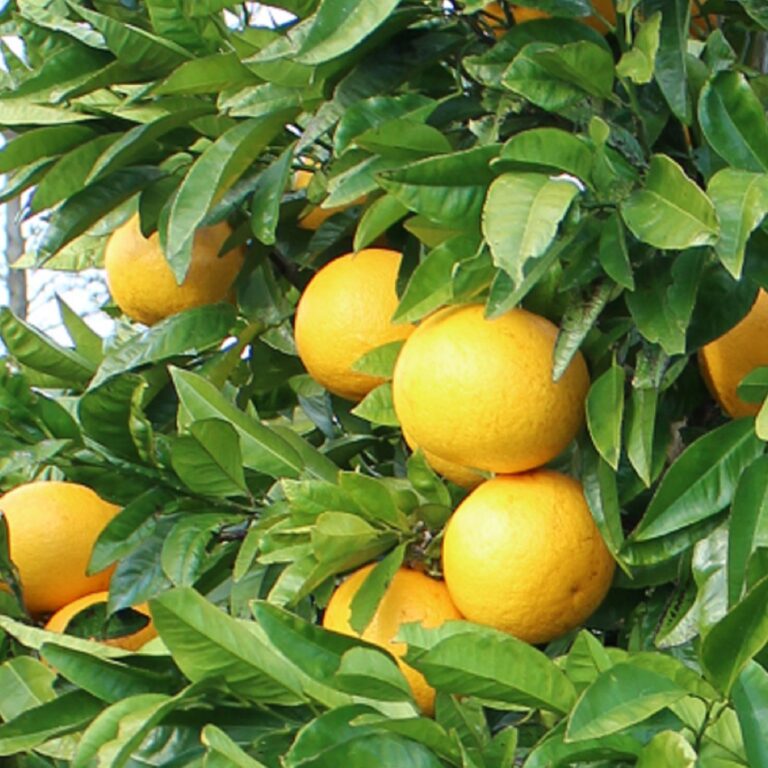 Citrus - Lushingtons Citrus - Lushingtons